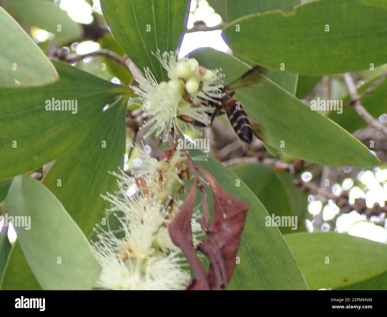 Giant Honey Bee (Apis dorsata), Insecta, Jalan Dato Salleh Sulong ...