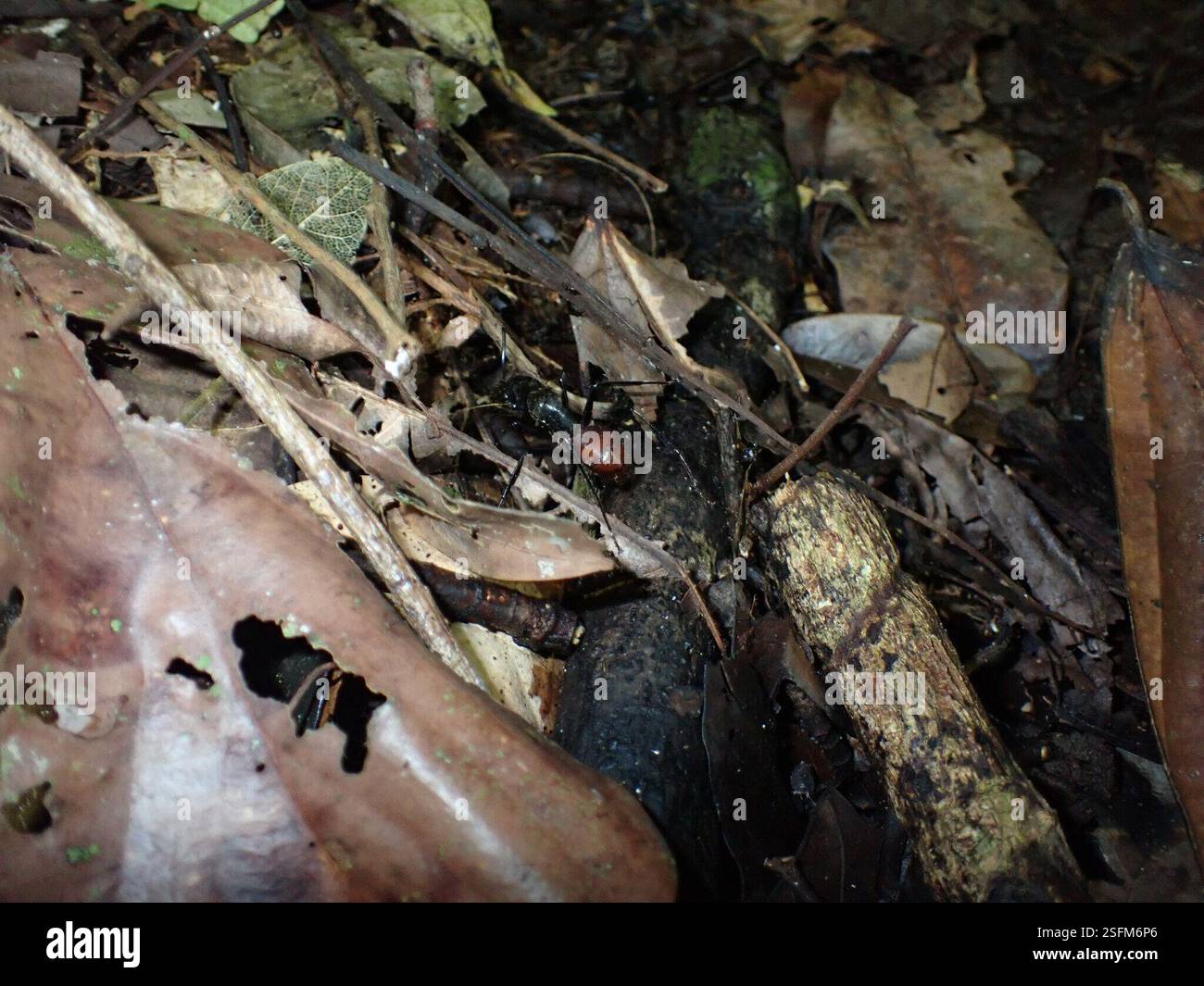 (Dinomyrmex gigas gigas), Insecta, Lahad Datu, Sabah, Malaysia Stock ...