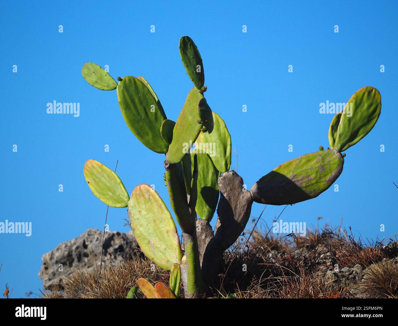 Cochineal Nopal Cactus (Opuntia cochenillifera), Plantae, 台灣高雄市 Stock ...