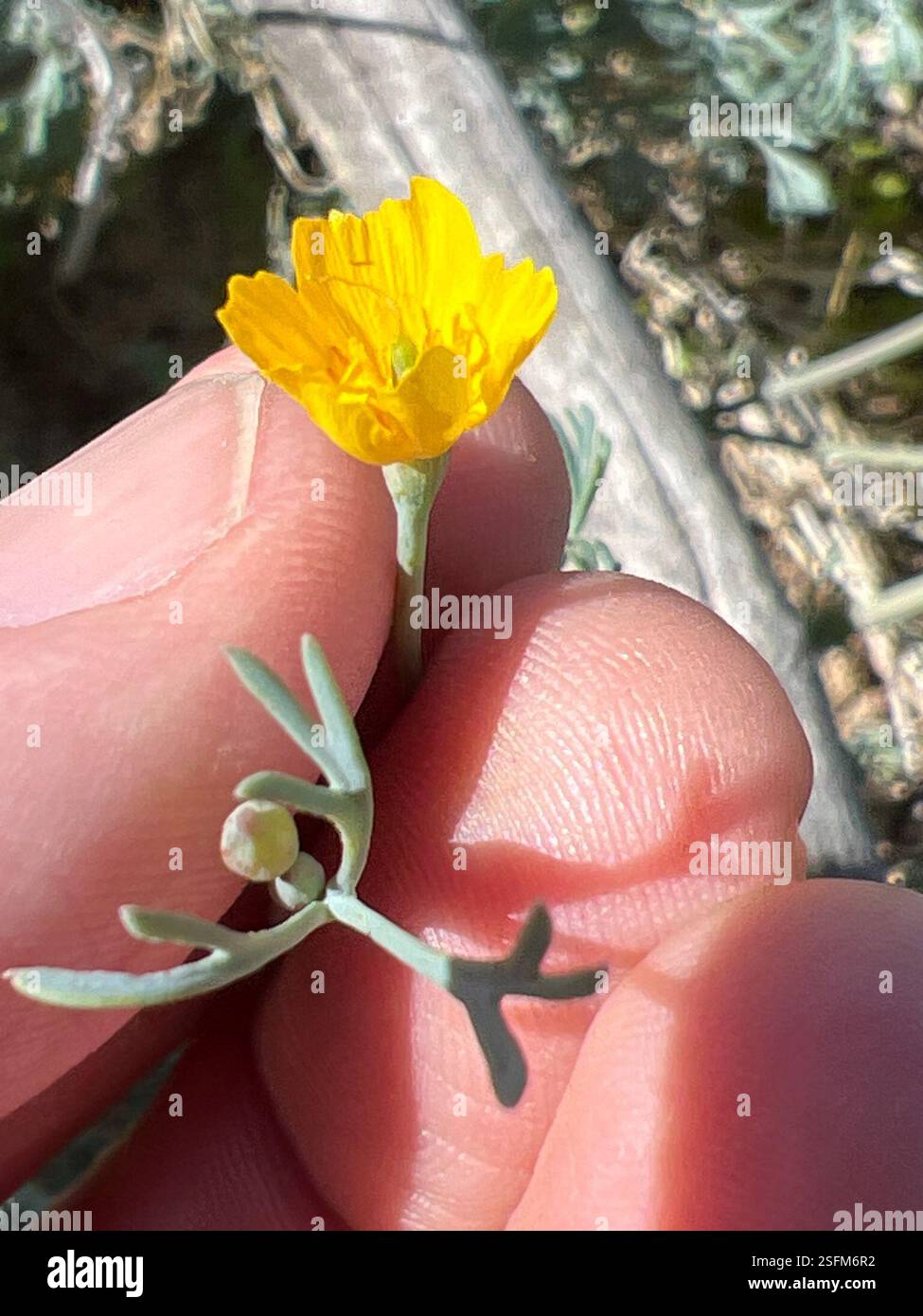 Little Gold Poppy (Eschscholzia minutiflora), Plantae, San Diego County ...