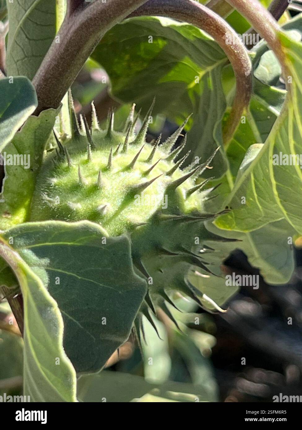 desert thorn-apple (Datura discolor), Plantae, Anza-Borrego Desert ...