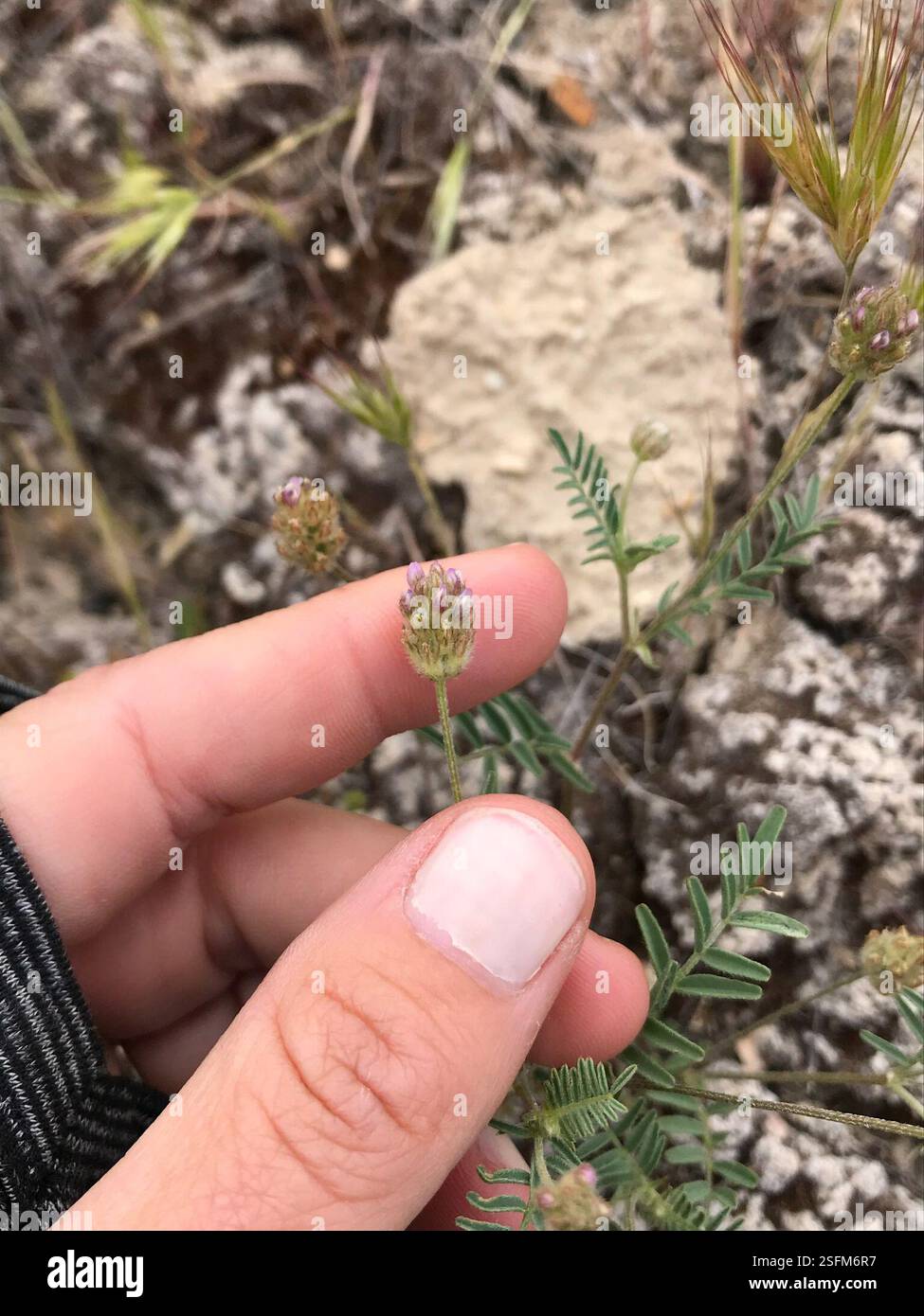 dwarf white milkvetch (Astragalus didymocarpus didymocarpus), Plantae ...