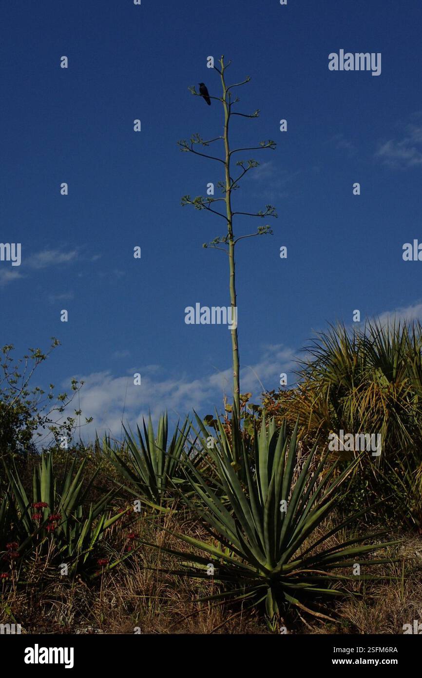 century plants (Agave), Plantae, Pinellas County, FL, USA Stock Photo ...