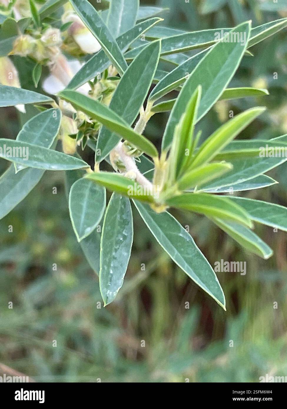 Tree lucerne (Chamaecytisus proliferus), Plantae, Santo Antão, Cape ...