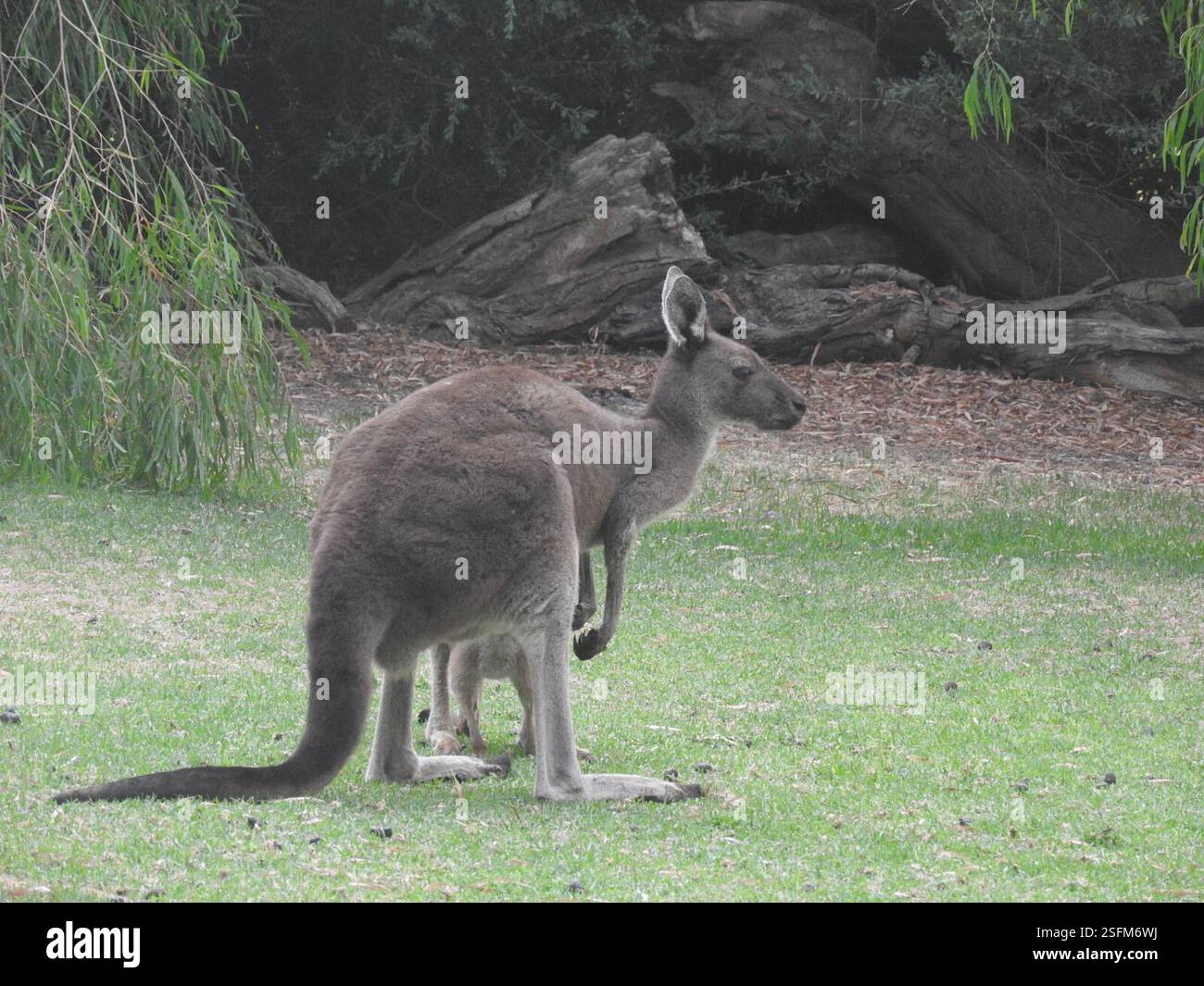 Western Grey Kangaroo (Macropus fuliginosus), Mammalia, 12 Bald Island ...