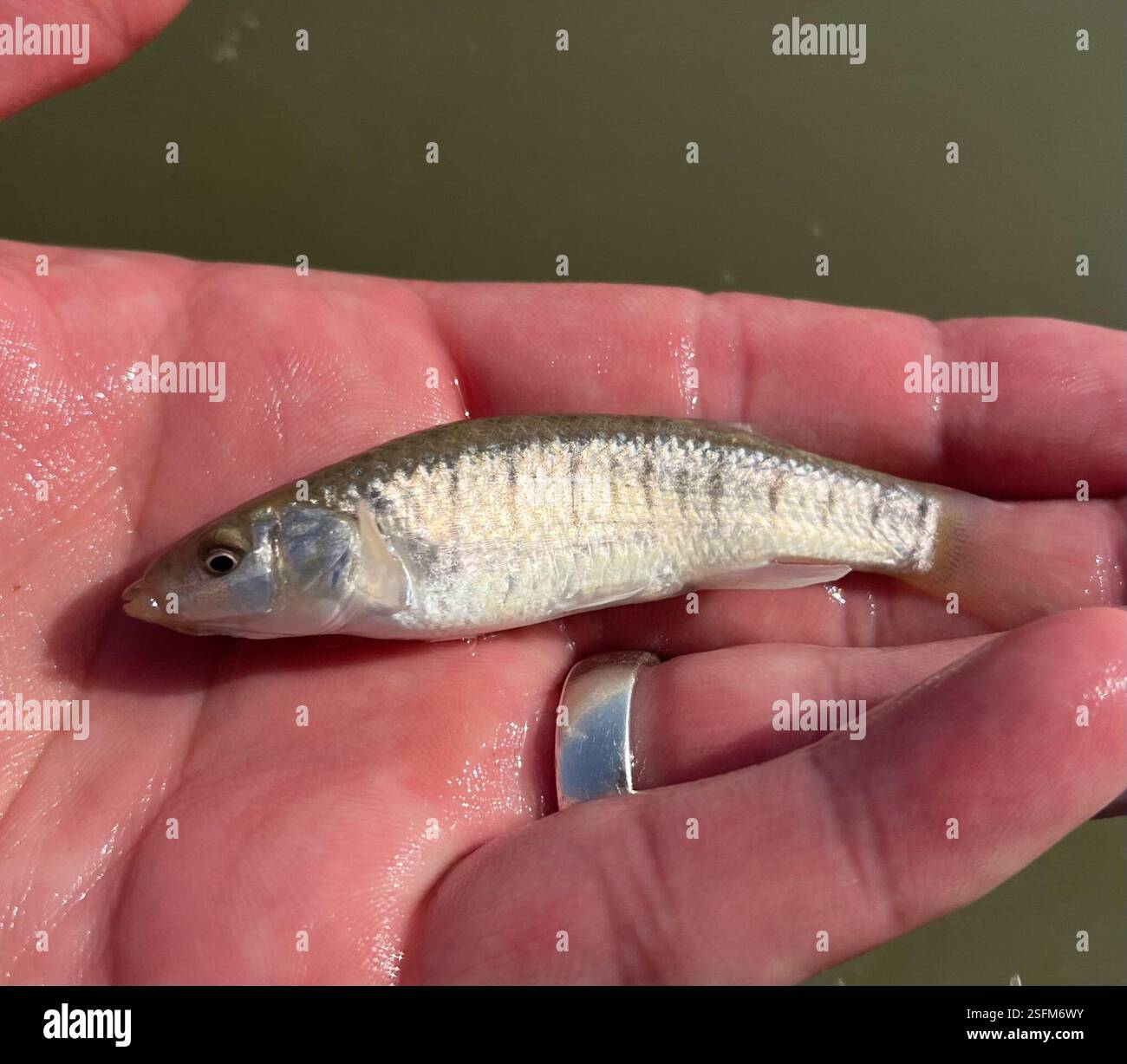 Longnose Killifish (Fundulus similis), Actinopterygii, Corpus Christi ...