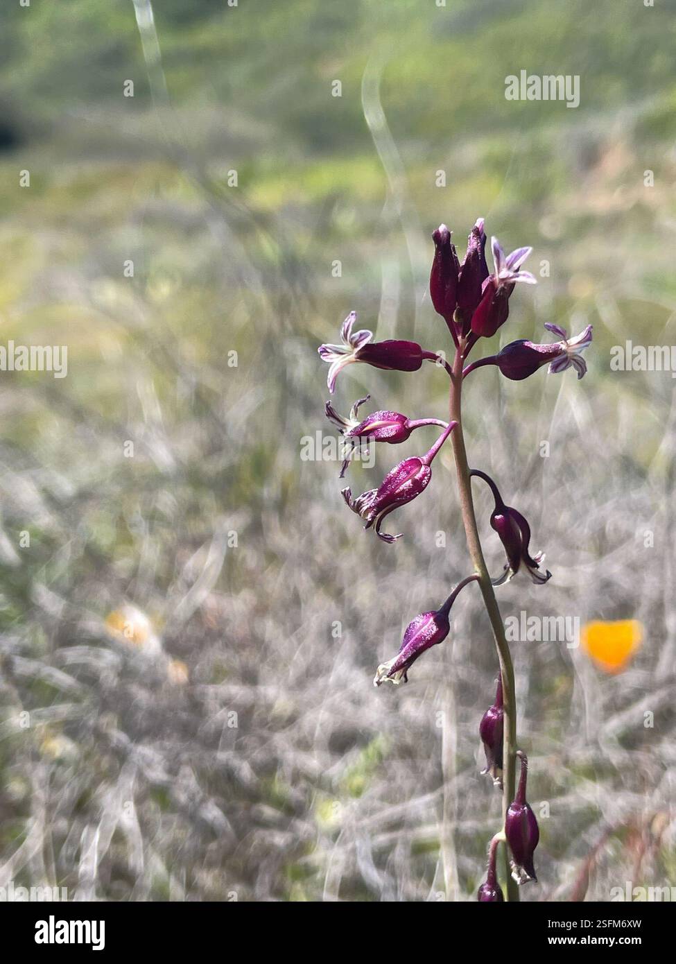 San Diego Wild Cabbage (Caulanthus heterophyllus), Plantae, Torrey ...