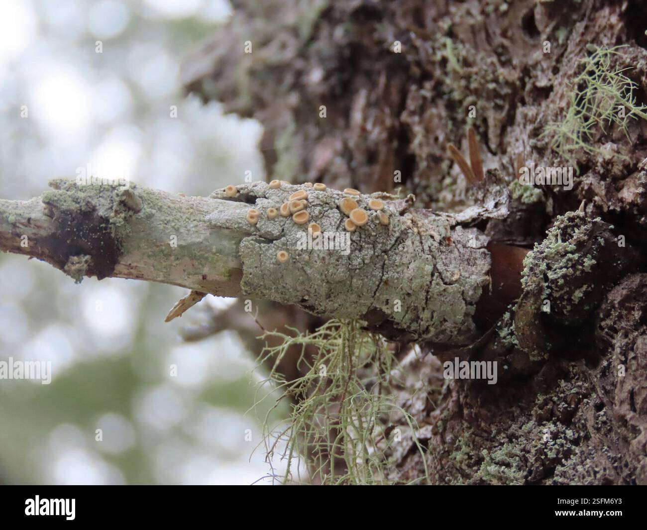 wart lichens, water lichens, and allies (Pertusariales), Fungi, View ...
