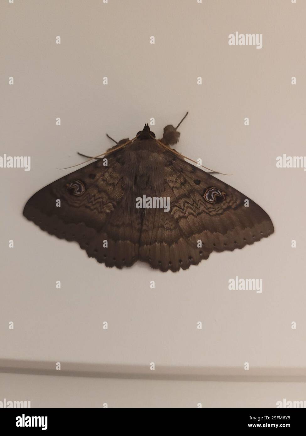 Northern Wattle Moth (Dasypodia cymatodes), Insecta, Taranaki, New ...