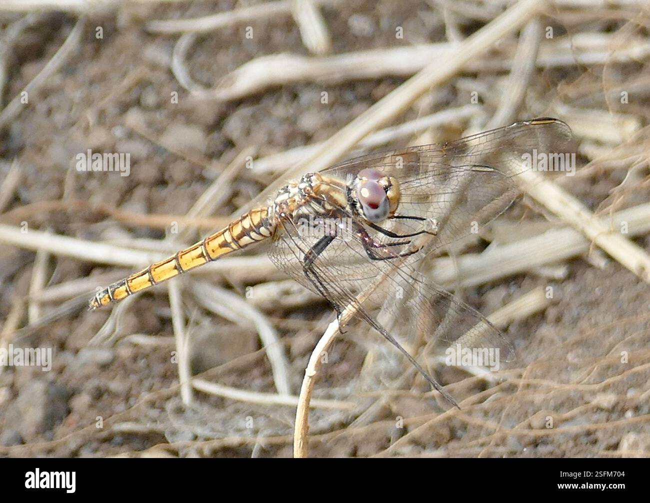 Violet Dropwing (Trithemis annulata), Insecta, Santo Antão, Cape Verde ...
