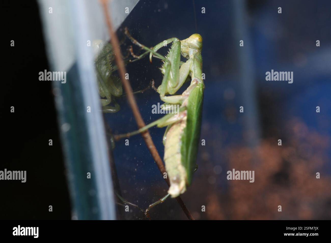 (Acontista concinna), Insecta, Araçariguama, SP, 18147-000, Brasil ...