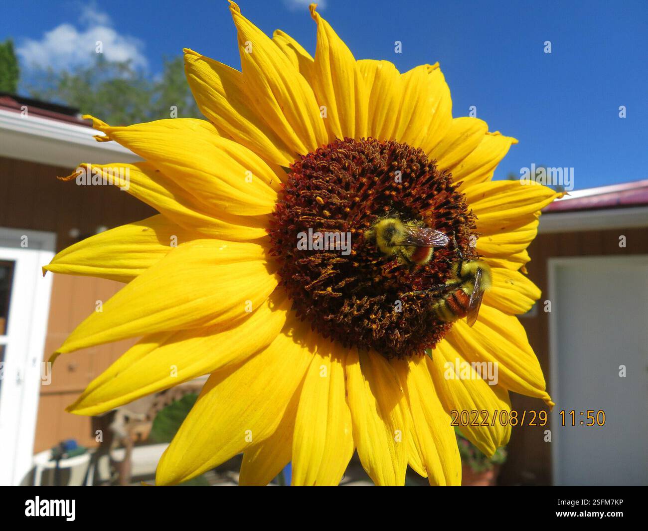 Hunt's Bumble Bee (Bombus huntii), Insecta, Lakeview, Regina, SK ...