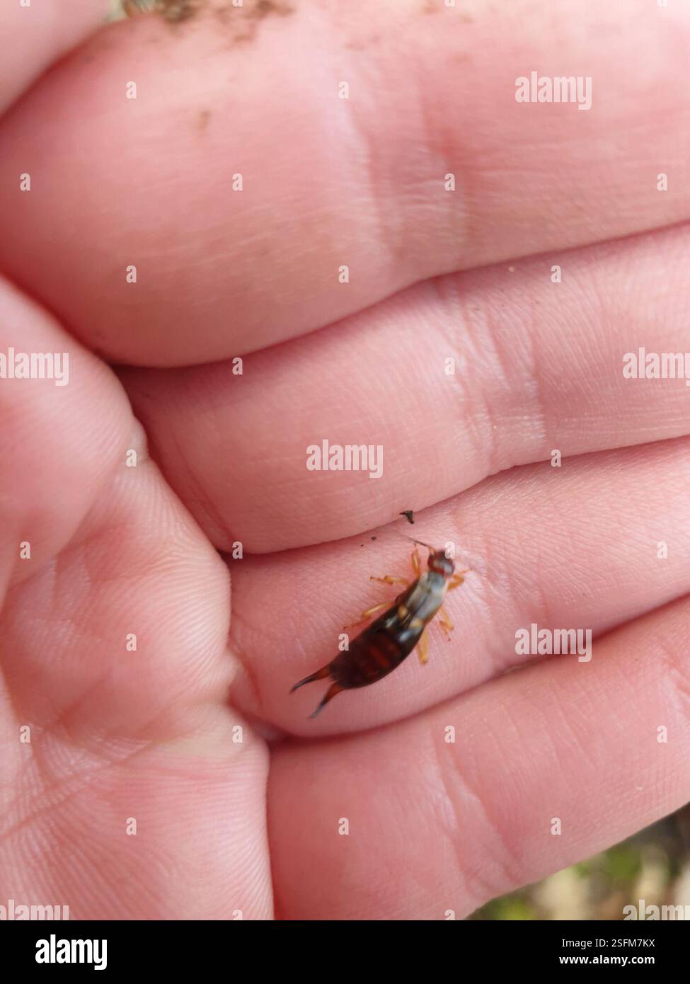 European Earwig Complex (Forficula auricularia), Insecta, Dumfries, UK ...