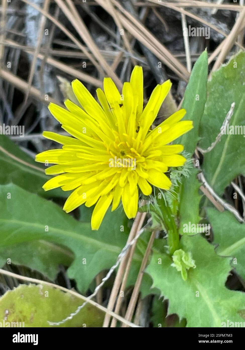 False Hawkbit (Urospermum picroides), Plantae, Santo Antão, Cape Verde ...