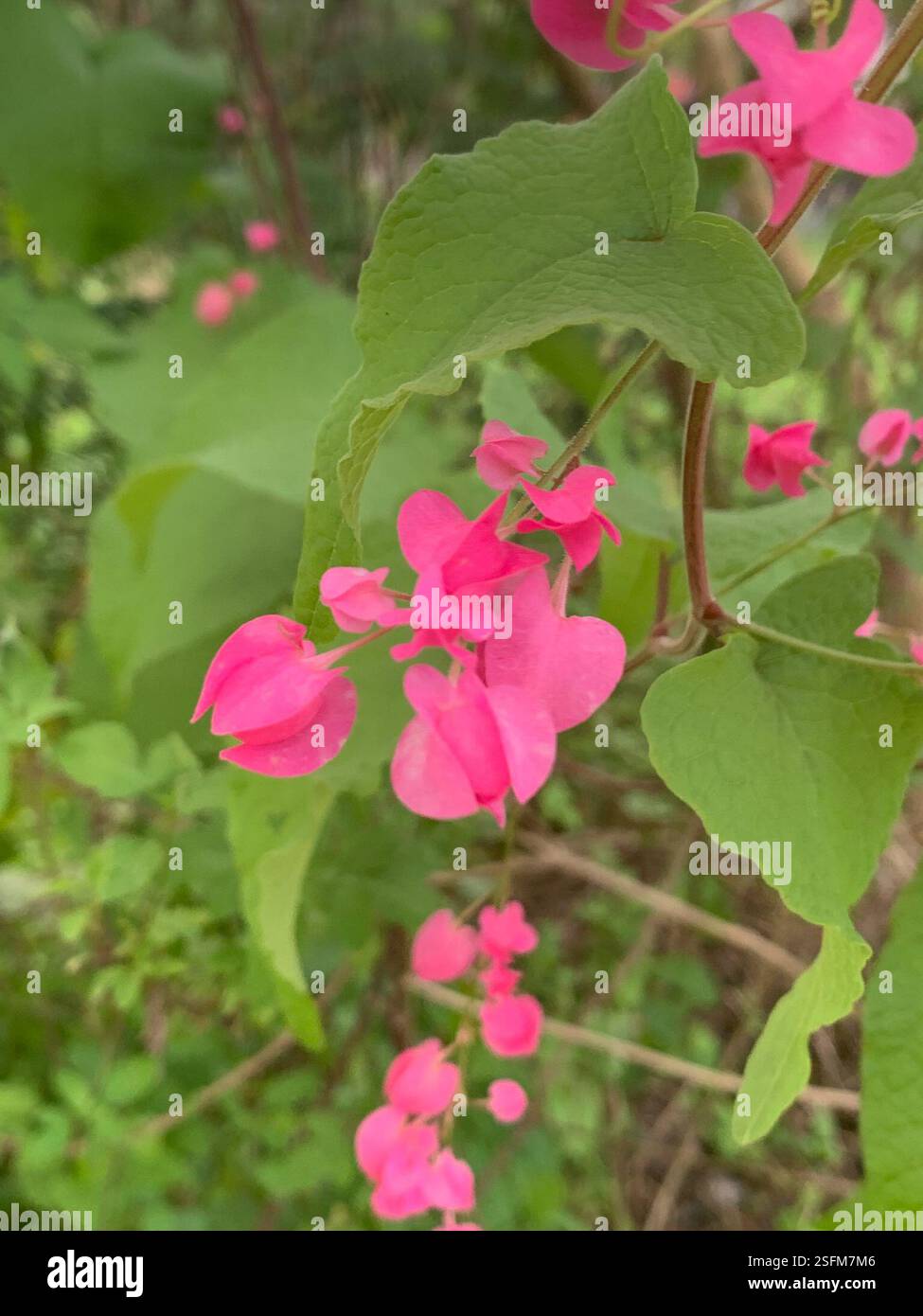 Coral Vine (Antigonon leptopus), Plantae, Than Sadet-Ko Pha-Ngan ...