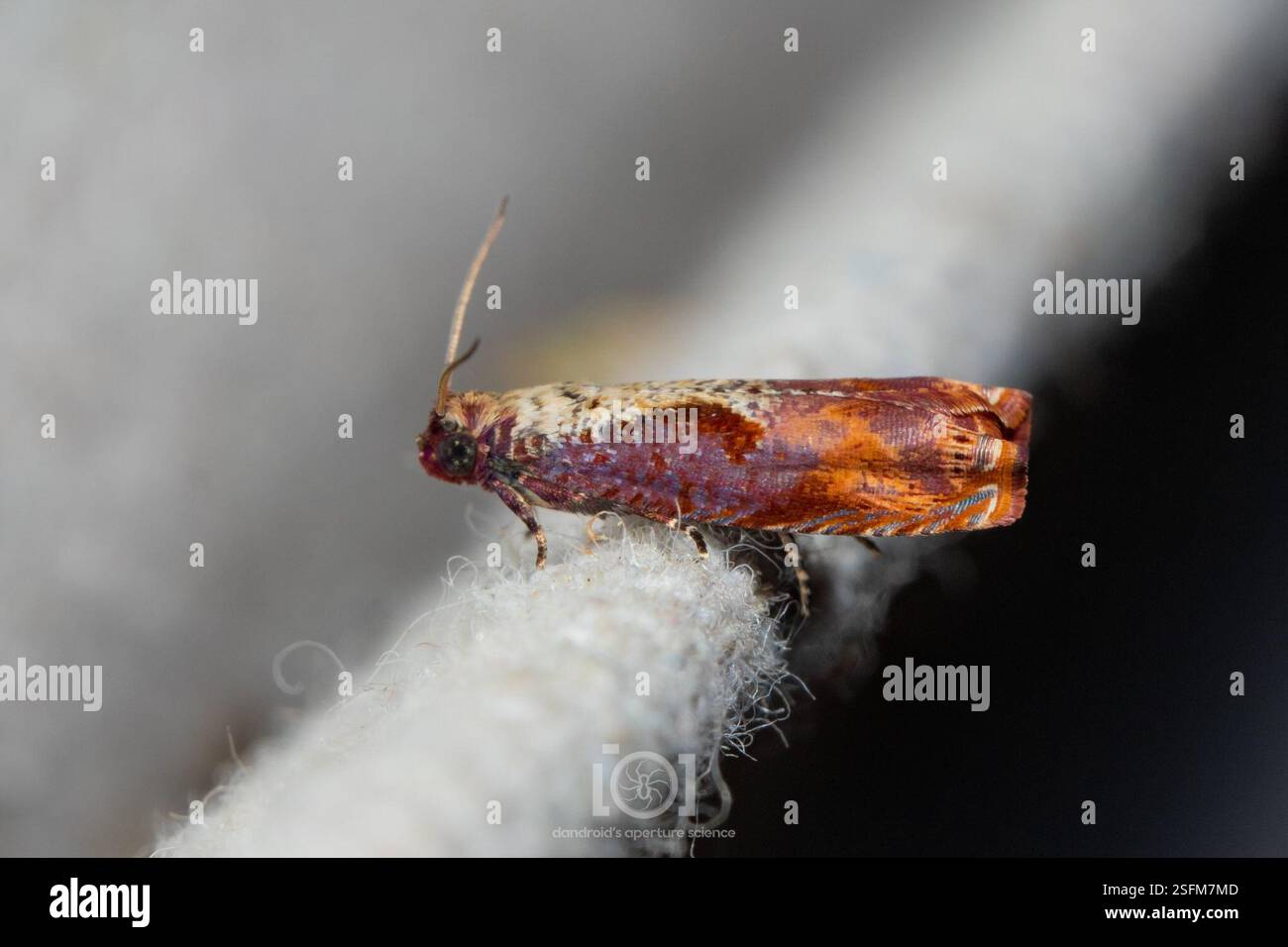 Maple Tip Borer Moth (Episimus tyrius), Insecta, Lakeside, FL, USA ...