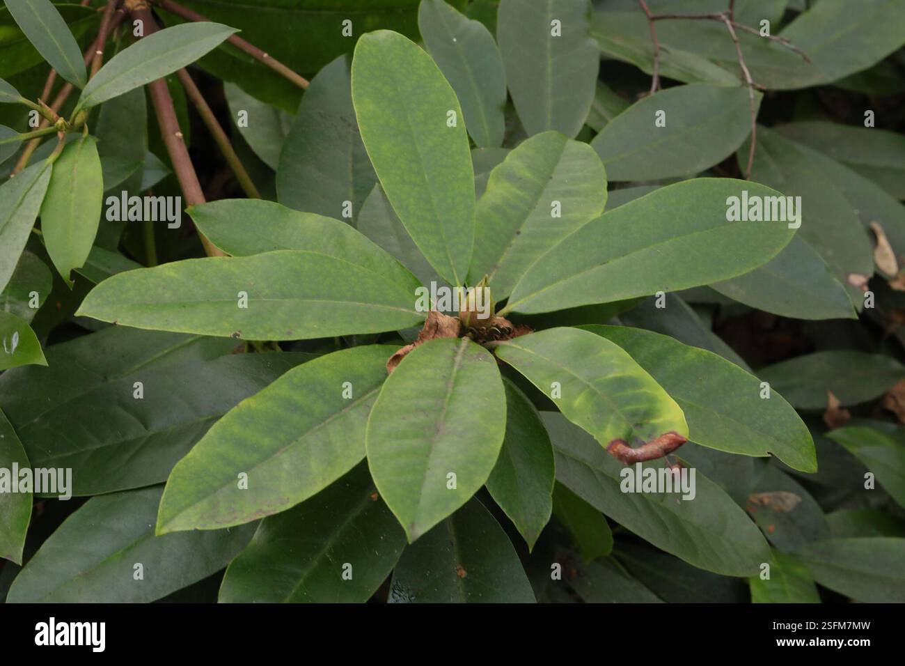 Pontic Rhododendron (Rhododendron ponticum), Plantae, Taylor Park ...