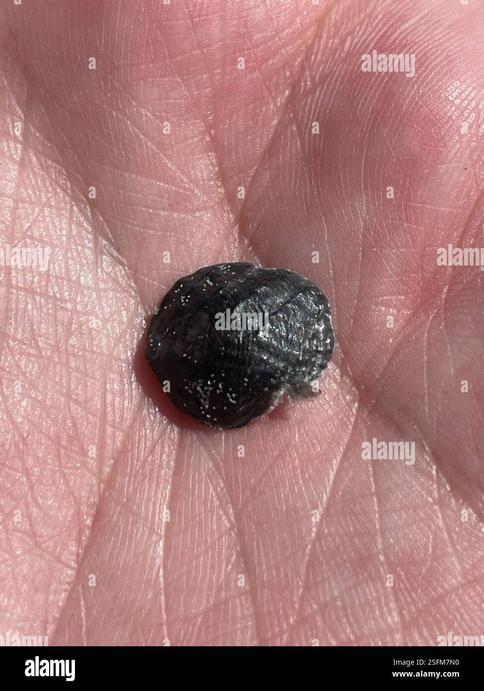 Common Jingle (Anomia simplex), Mollusca, Gulf of Mexico, Port Aransas ...