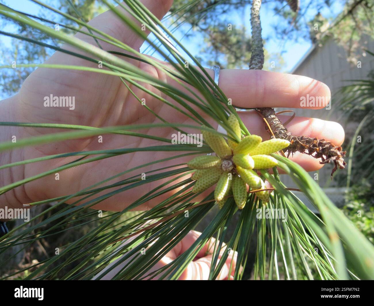 American hard pines (Trifoliae), Plantae, Windsor Forest, Savannah, GA ...