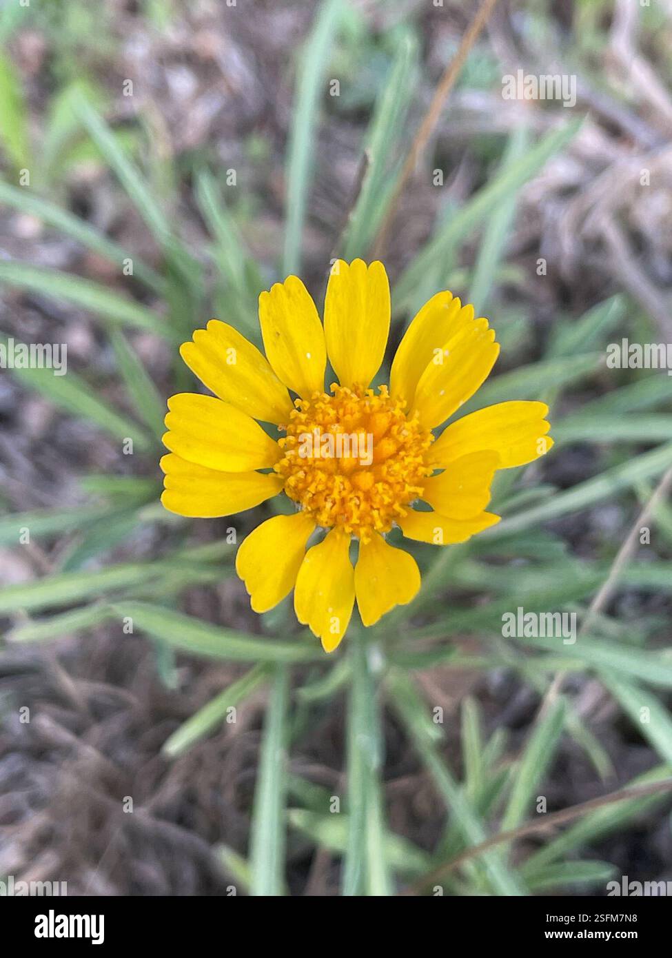 Stemmy Four-nerved Daisy (Tetraneuris scaposa), Plantae, San Antonio ...