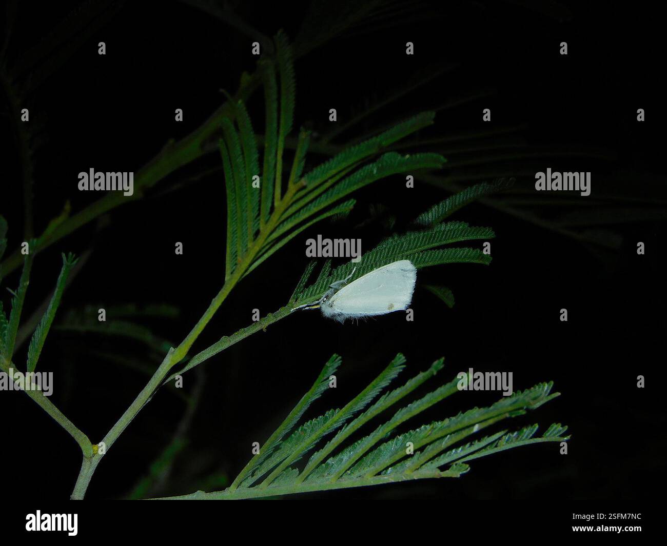 Omnivorous Tussock Moth (Acyphas semiochrea), Insecta, Hobart TAS, Australia Stock Photo - Alamy