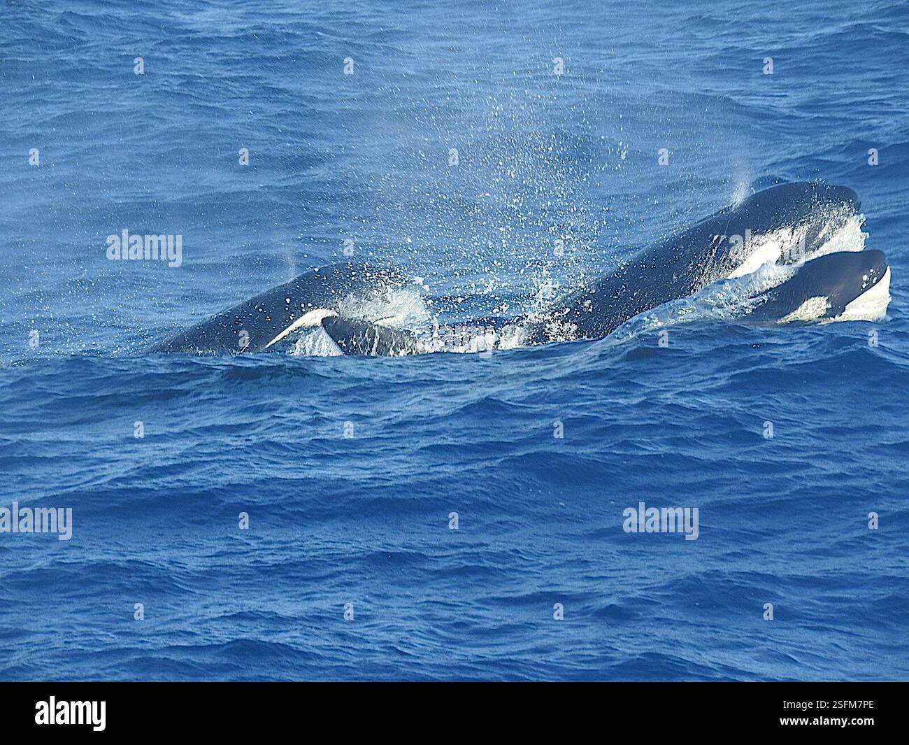 Orca (Orcinus orca), Mammalia, Bremer Bay WA 6338, Australia Stock ...