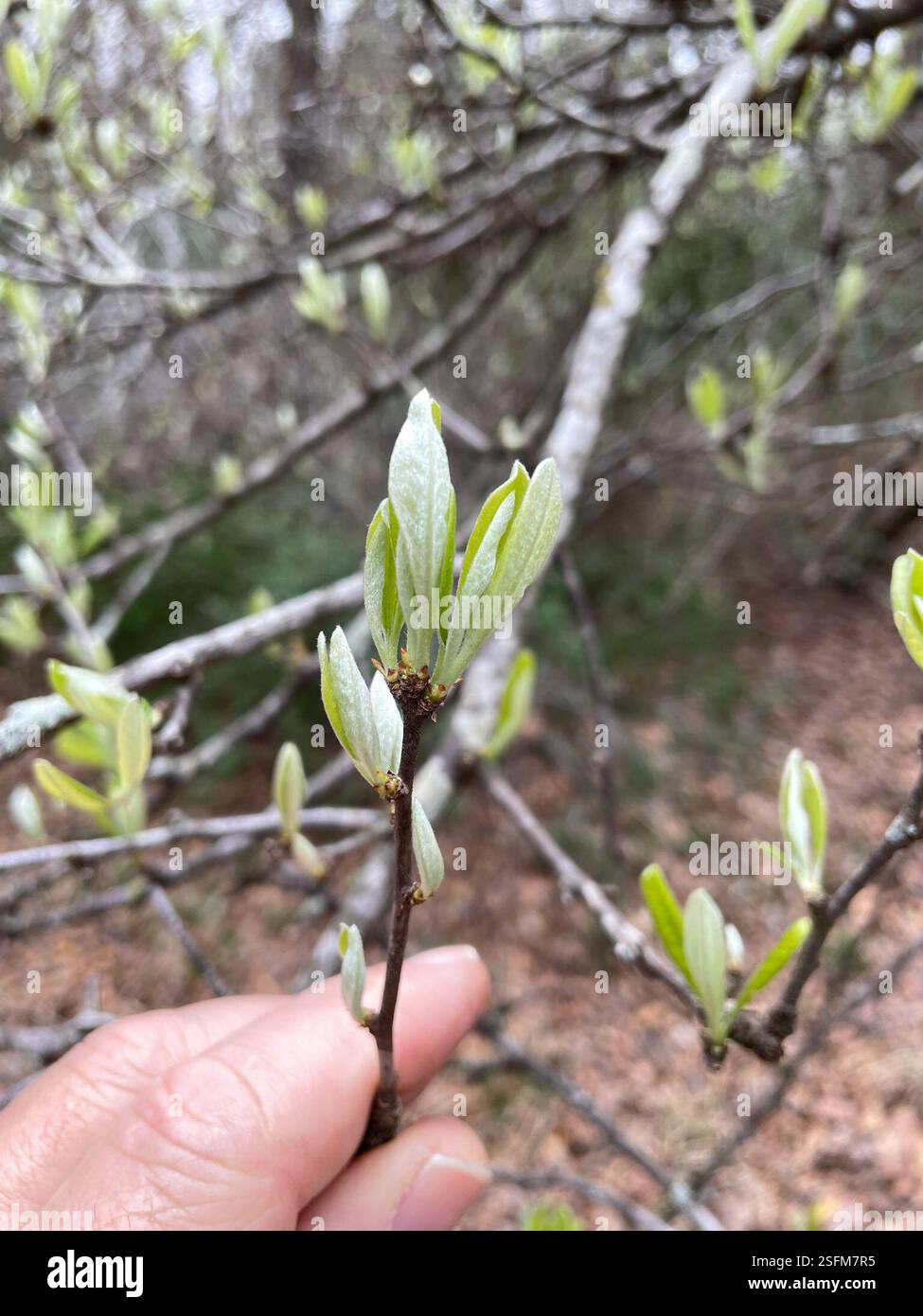 Gum bumelia (Sideroxylon lanuginosum), Plantae, Fairfield Lake State ...