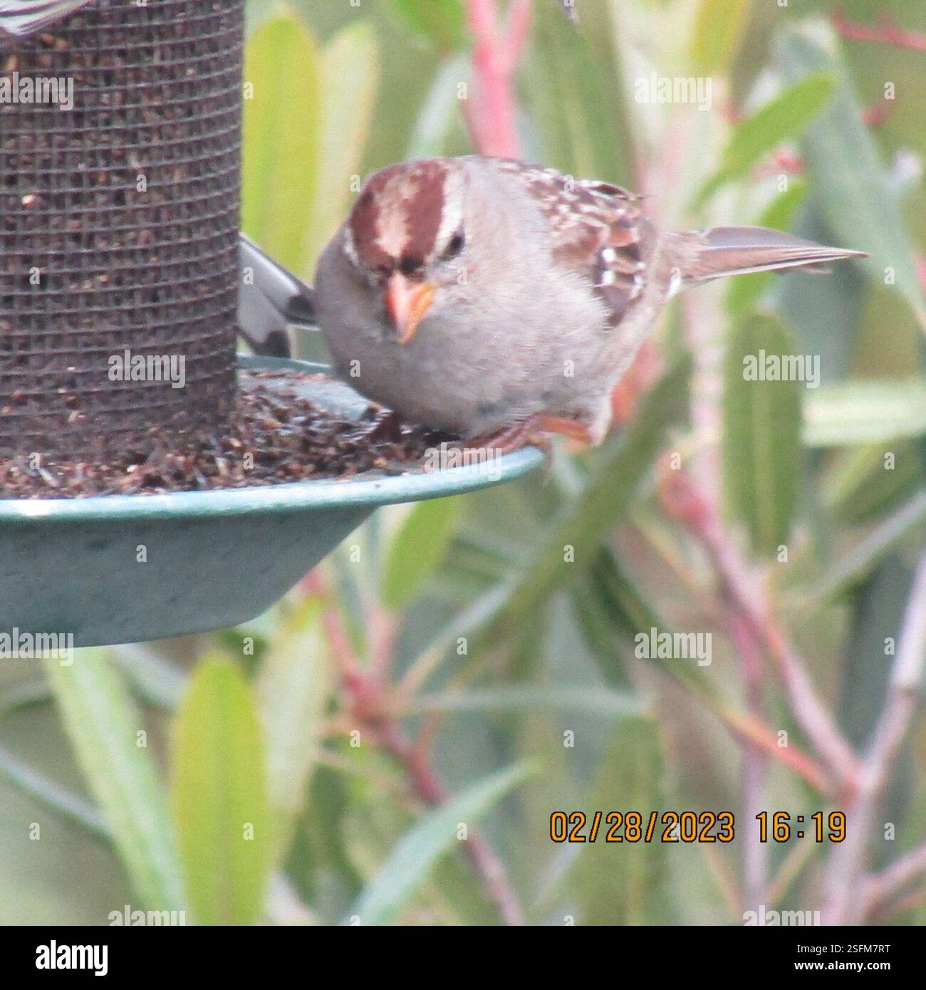 White-crowned Sparrow (Zonotrichia leucophrys), Aves, Kenneth Hahn ...