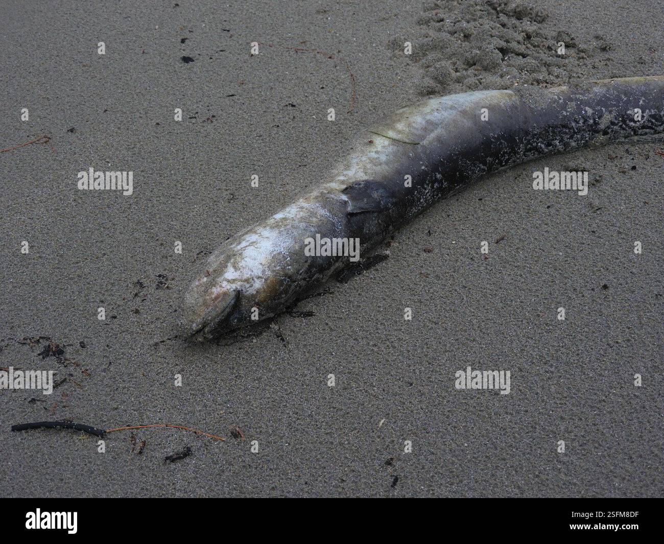 Australian Long-finned Eel (Anguilla reinhardtii), Actinopterygii, Port ...