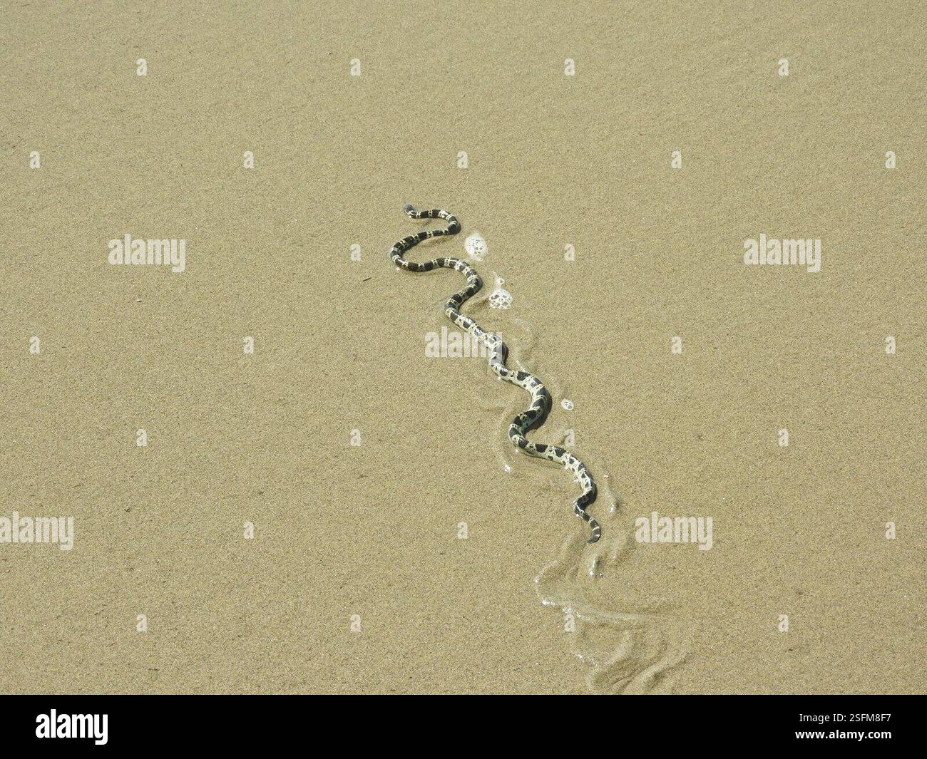 Elegant Sea Snake (Hydrophis elegans), Reptilia, Port Douglas QLD 4877 ...