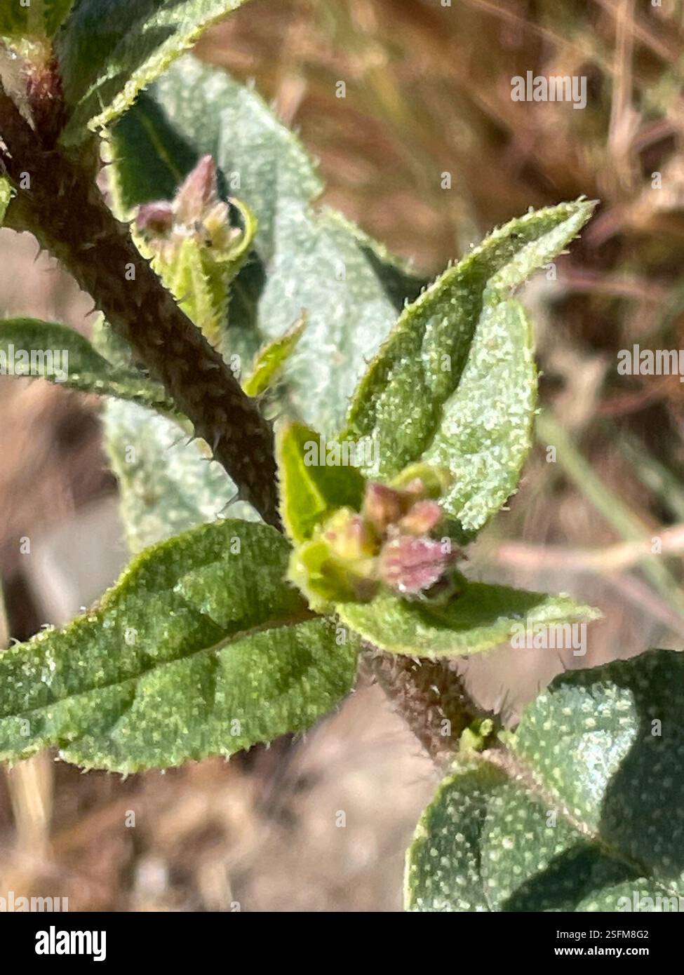 African Barbbell (Trichodesma africanum), Plantae, São Vicente, Cape ...