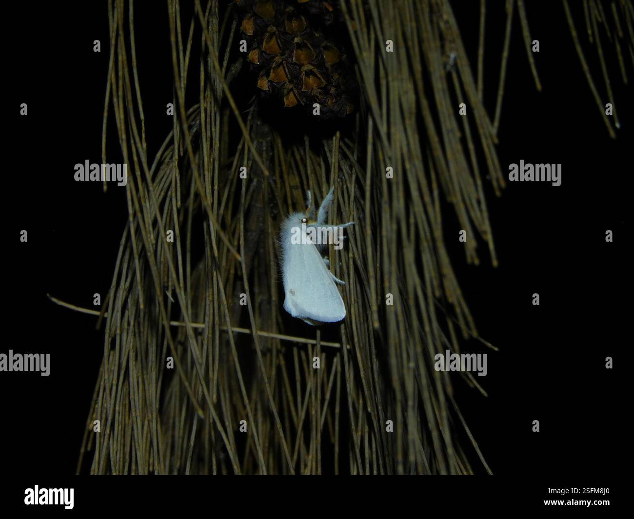 Omnivorous Tussock Moth (Acyphas semiochrea), Insecta, Hobart TAS, Australia Stock Photo - Alamy