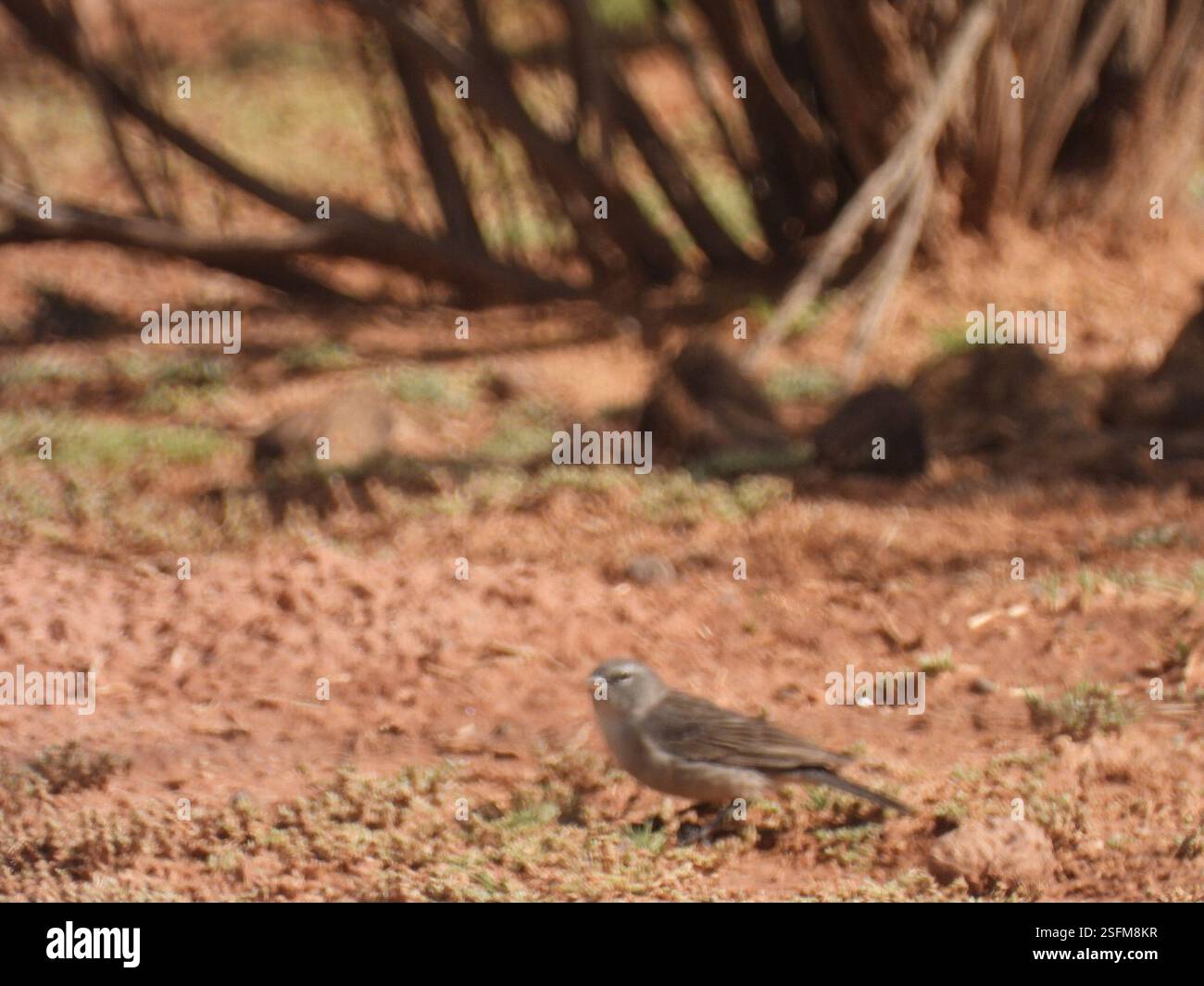 Ash-breasted Sierra-Finch (Geospizopsis plebejus), Aves, Abra Pampa ...