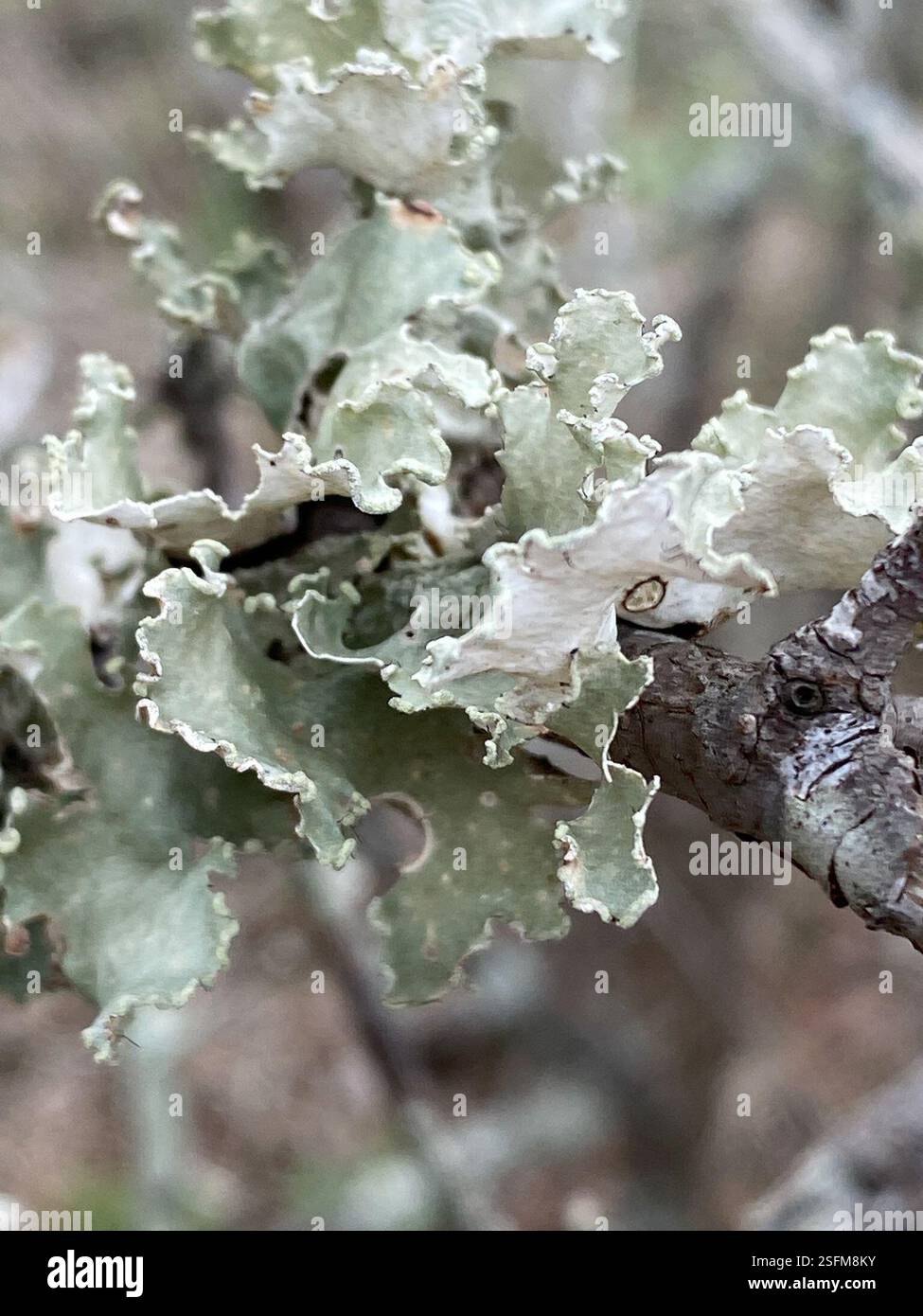 perforated ruffle lichen (Parmotrema perforatum), Fungi, County Road ...