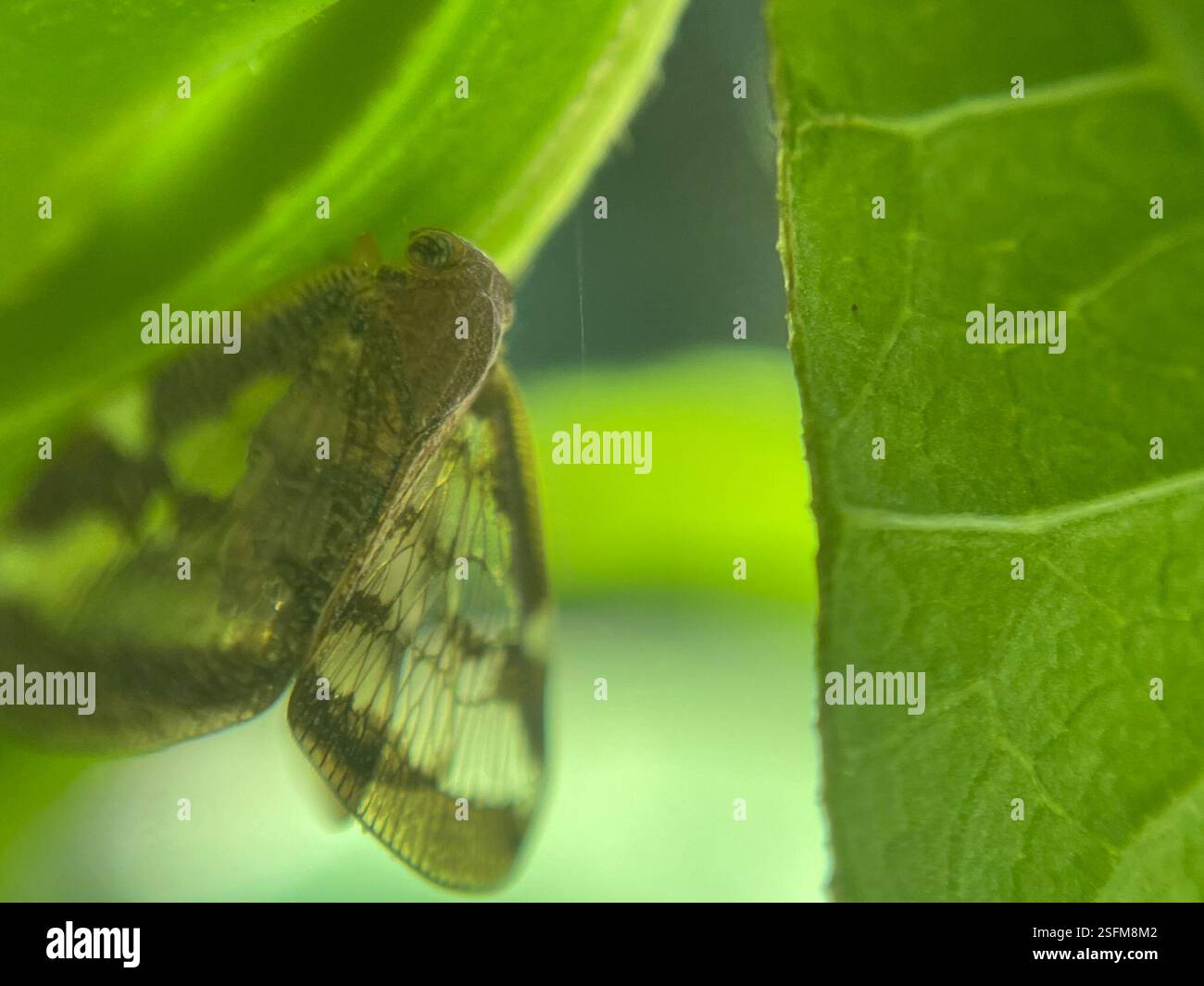 Passionvine hopper (Scolypopa australis), Insecta, Melbourne VIC ...