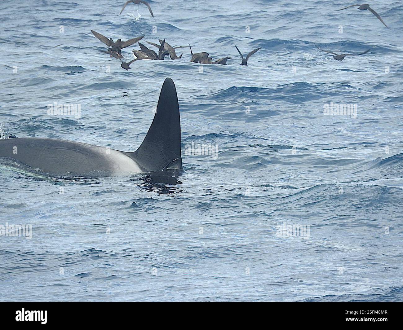Orca (Orcinus orca), Mammalia, Bremer Bay WA 6338, Australia Stock ...