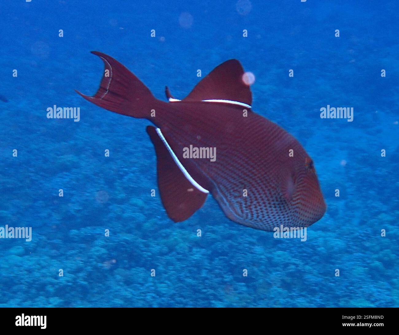 Black Triggerfish (Melichthys niger), Actinopterygii, Maui County, HI ...