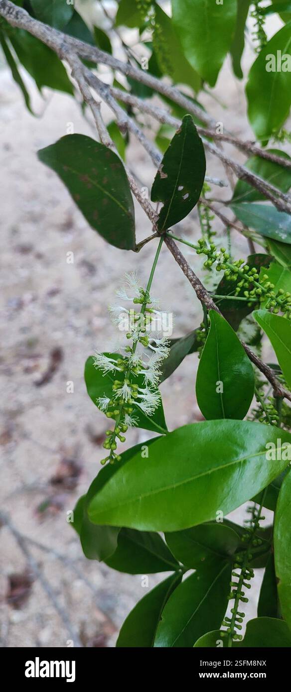 sacky sac bean (Inga laurina), Plantae, 48427 Jal., México Stock Photo ...
