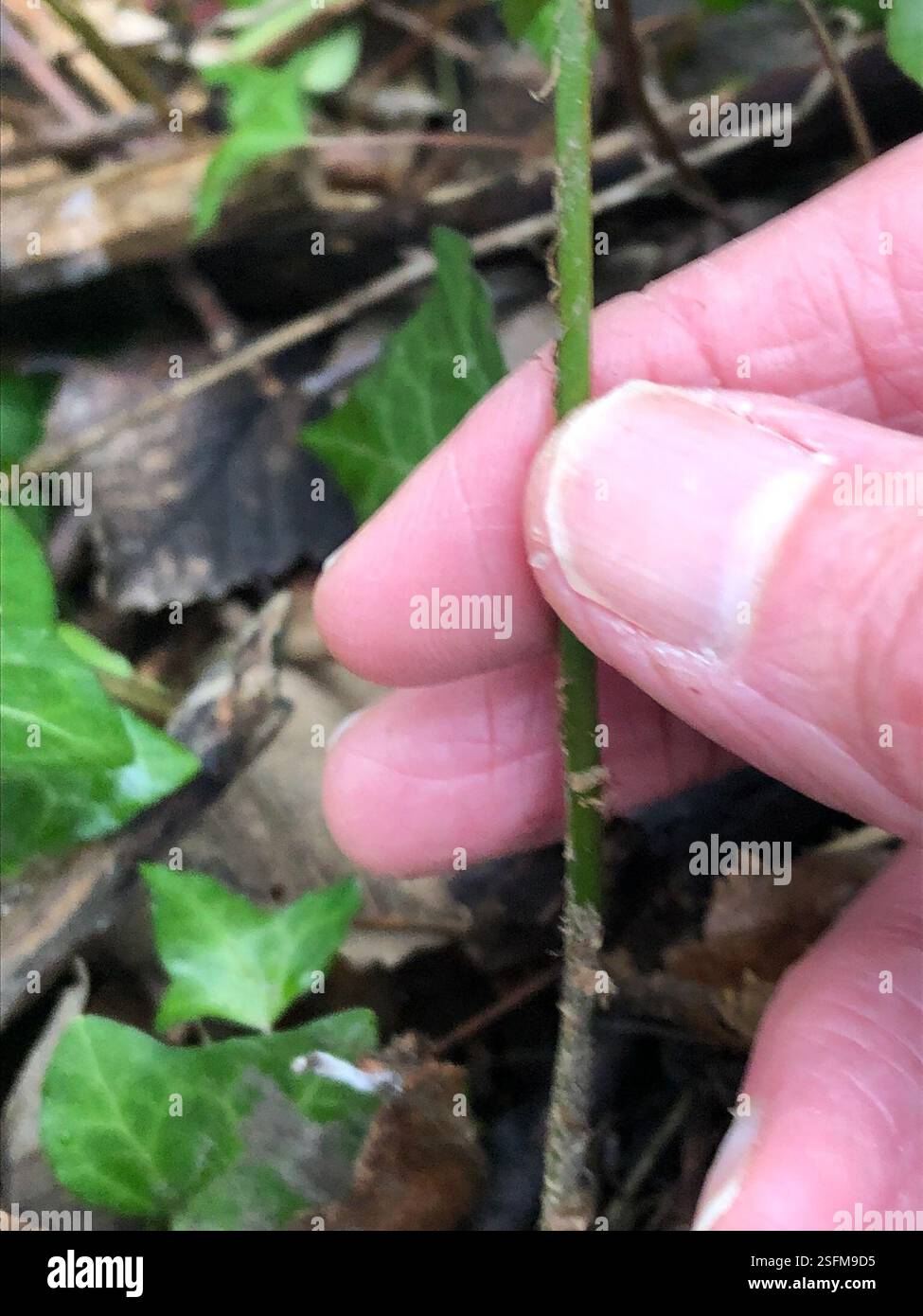 soft shield fern (Polystichum setiferum), Plantae, Forest Farm Country ...