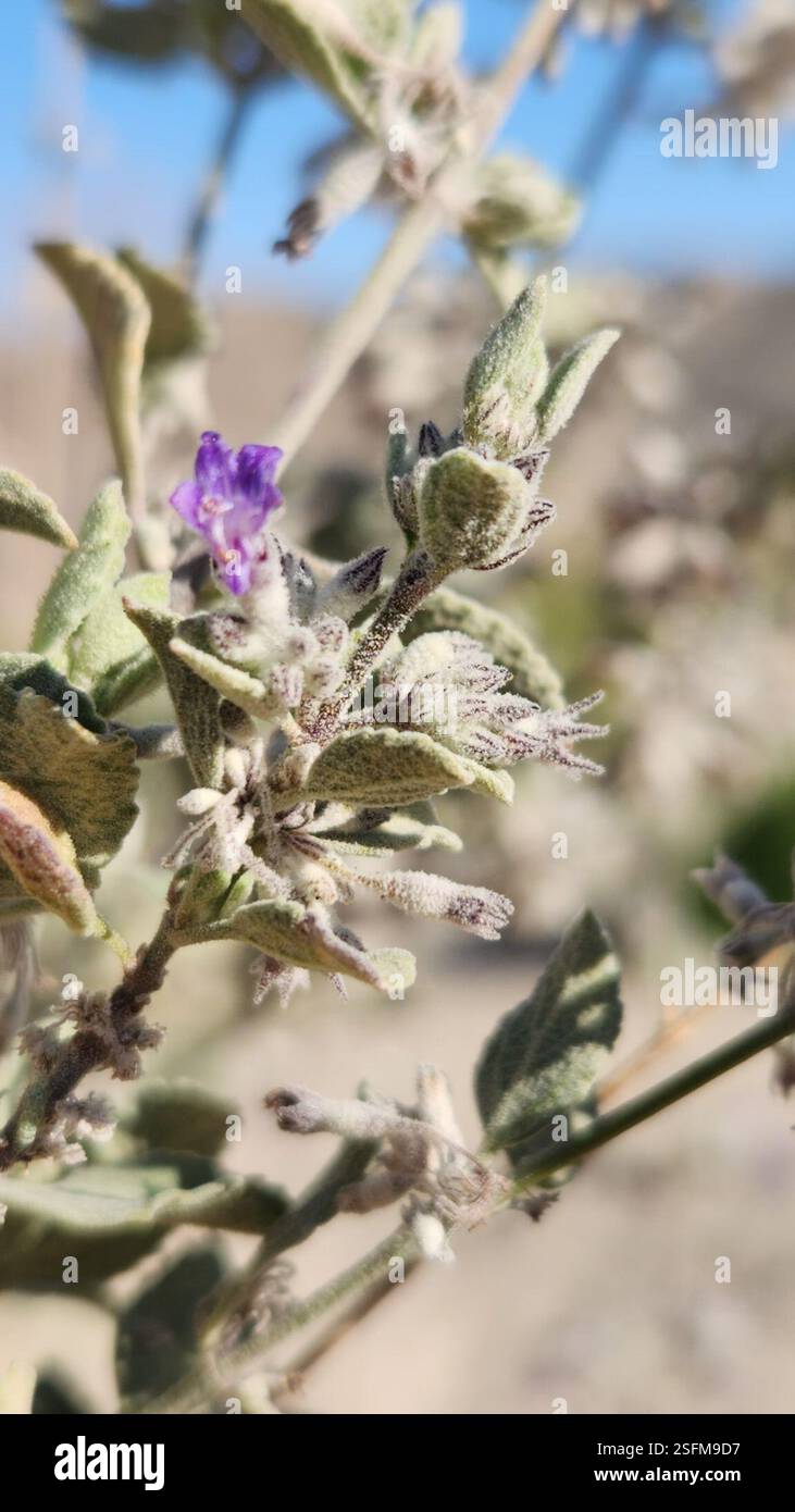 desert lavender (Condea emoryi), Plantae, Palm Desert, CA, USA Stock ...