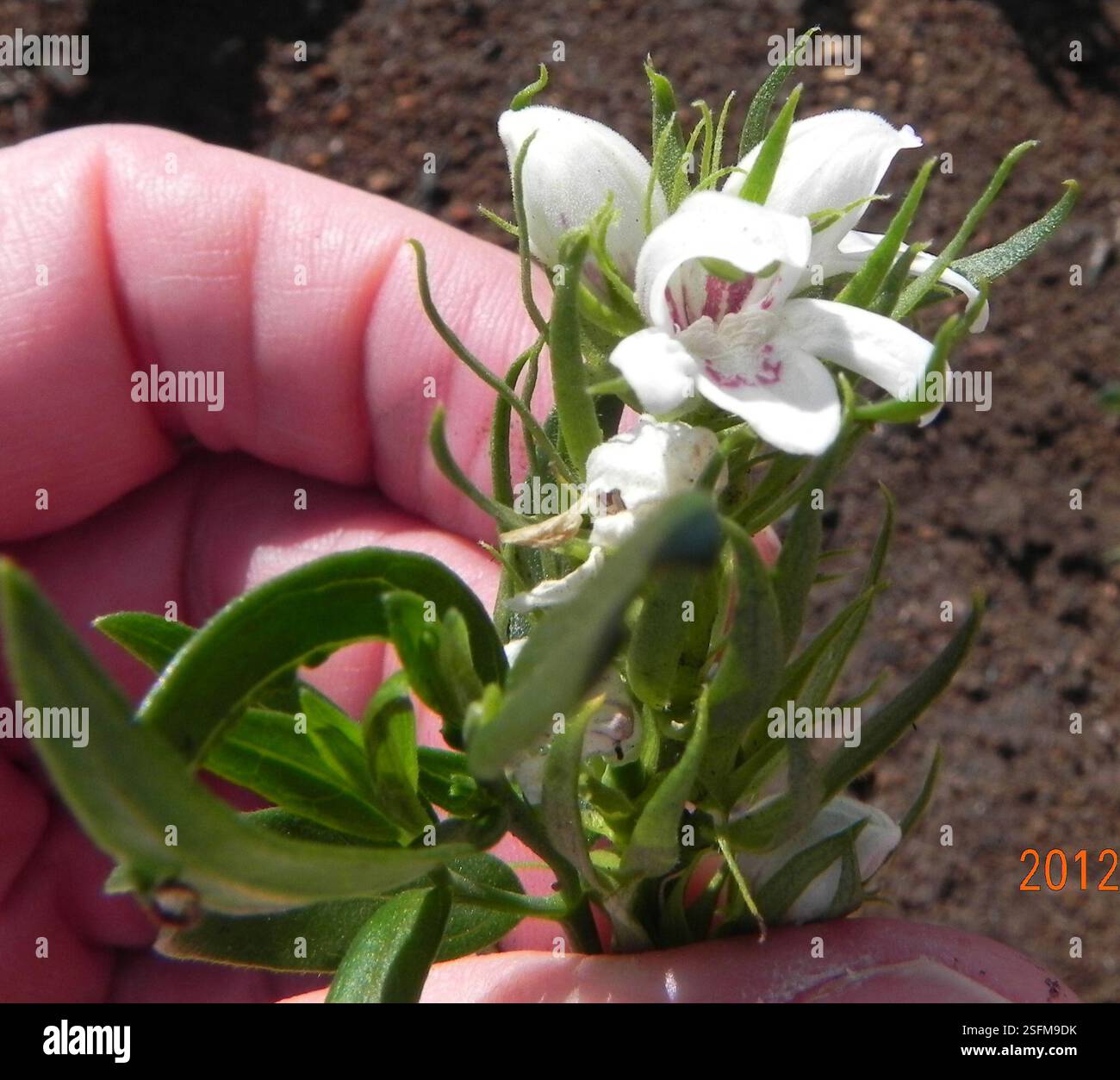 (Justicia andromeda), Plantae, uThukela District Municipality, South ...