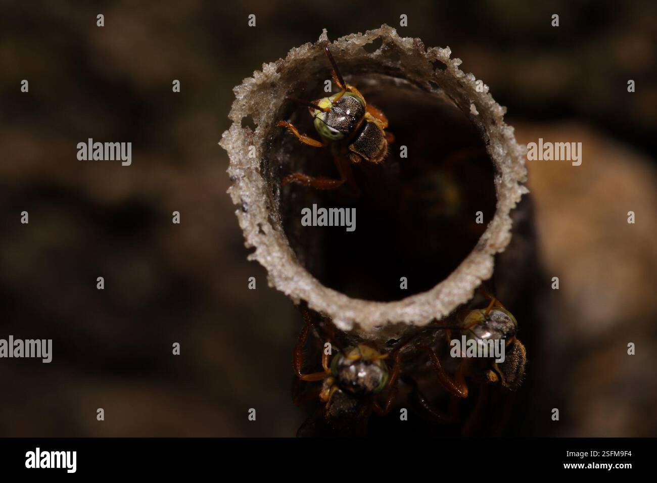 Narrow Stingless Bee (Tetragonisca angustula), Insecta, Araçariguama ...