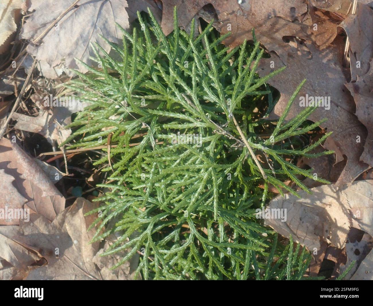 fan clubmoss (Diphasiastrum digitatum), Plantae, Franklin ...