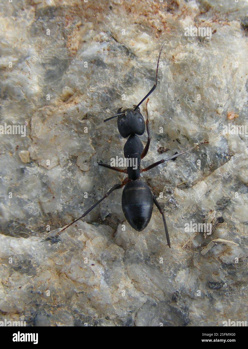 Indian Black Ant (Camponotus compressus), Insecta, Хаертабад ...