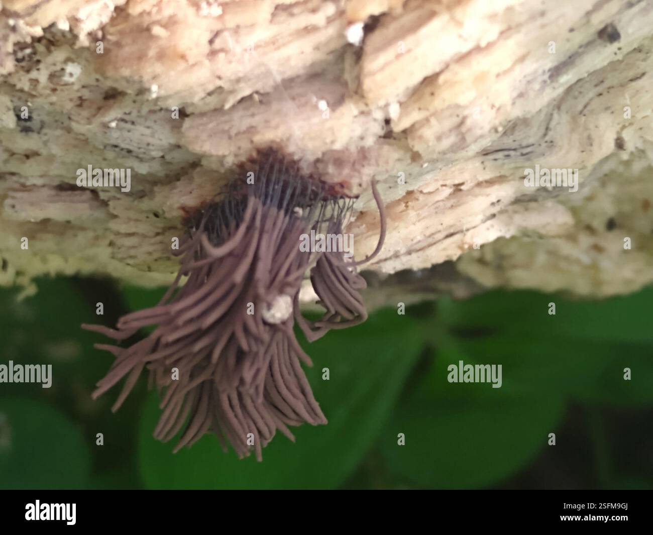 chocolate tube slime (Stemonitis splendens), Protozoa, Orleans County ...
