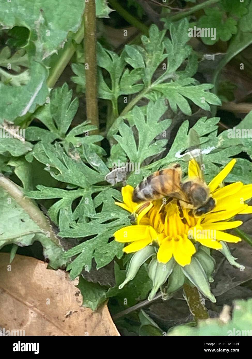Western Honey Bee (Apis mellifera), Insecta, Cherry Rd, Whitney, TX, US ...