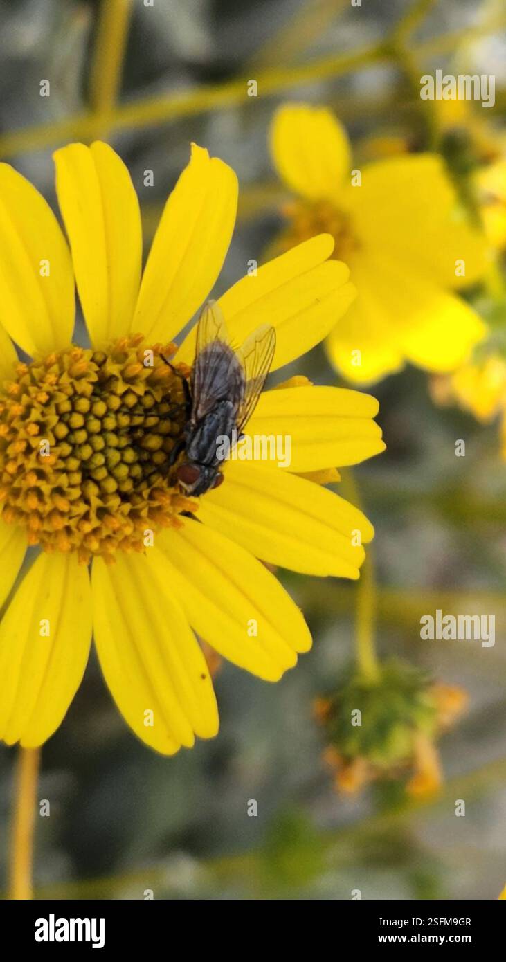 Flesh Flies and Satellite Flies (Sarcophagidae), Insecta, Mecca, CA ...