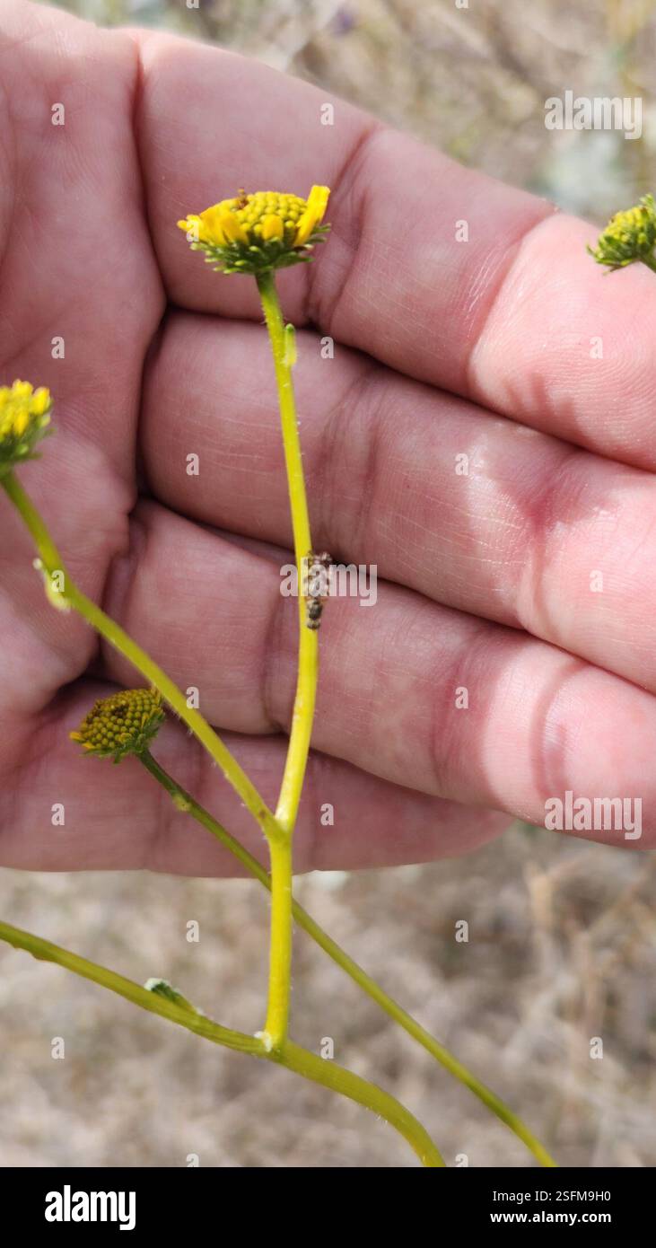 Sunflower Seed Maggot (Neotephritis finalis), Insecta, Riverside County ...