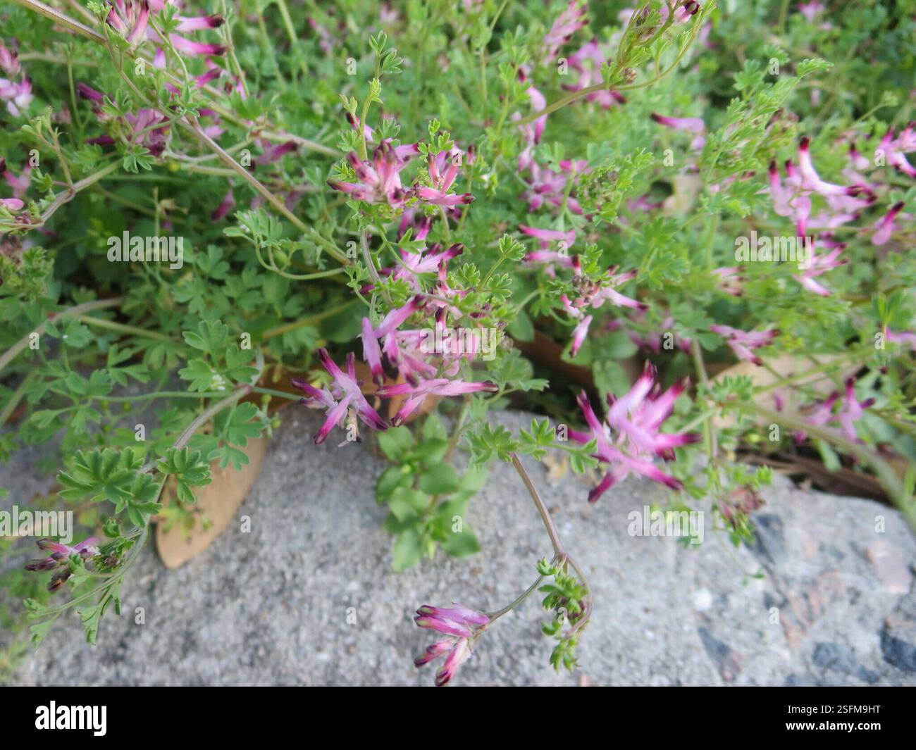 common ramping-fumitory (Fumaria muralis), Plantae, Windsor Forest ...