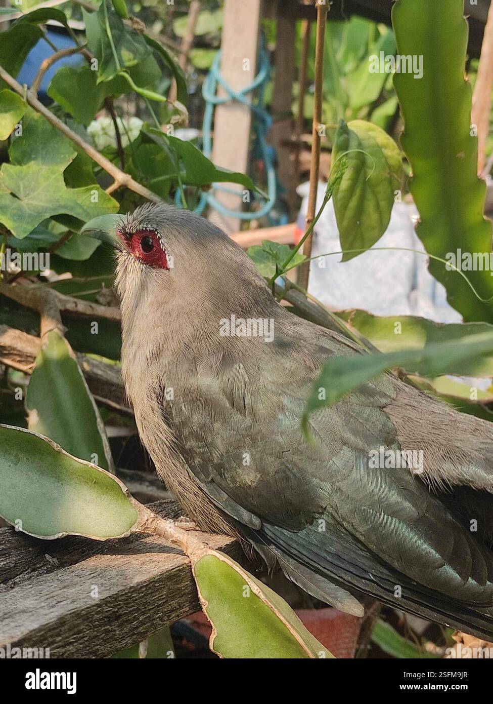 Green-billed Malkoha (Phaenicophaeus tristis), Aves, Kawkareik Stock ...